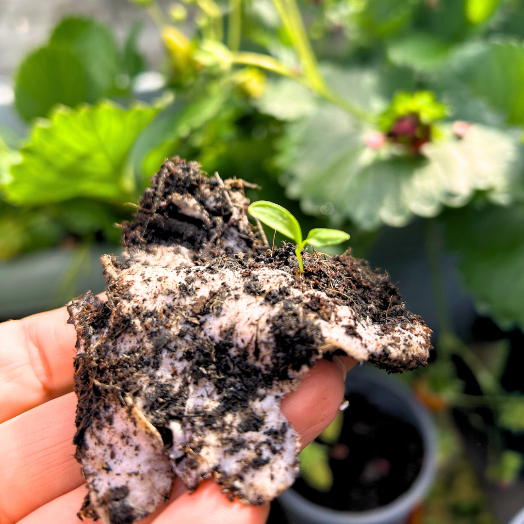 How to plant seed paper – Little Green Paper Shop