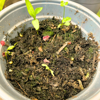 How to plant seed paper – Little Green Paper Shop