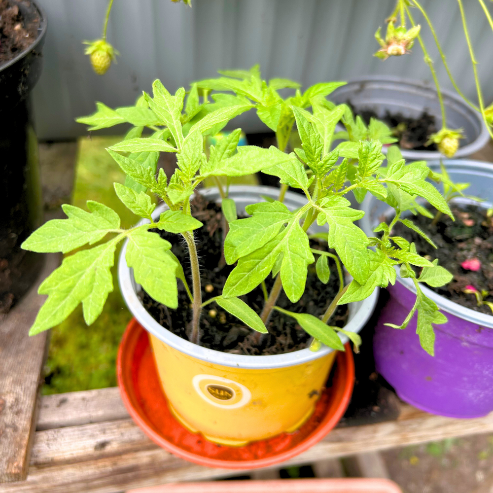 How to plant seed paper – Little Green Paper Shop