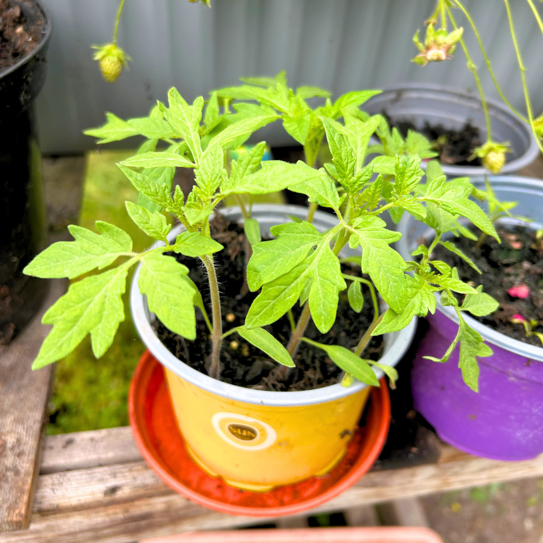 How to plant seed paper – Little Green Paper Shop